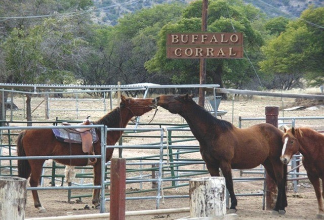 15 Equestrian Places to Go Horseback Riding Near Military Base