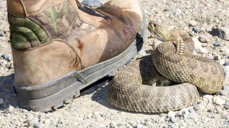 Snake Boots: Things to Consider Before Buying Snake Proof Boots - Hood MWR