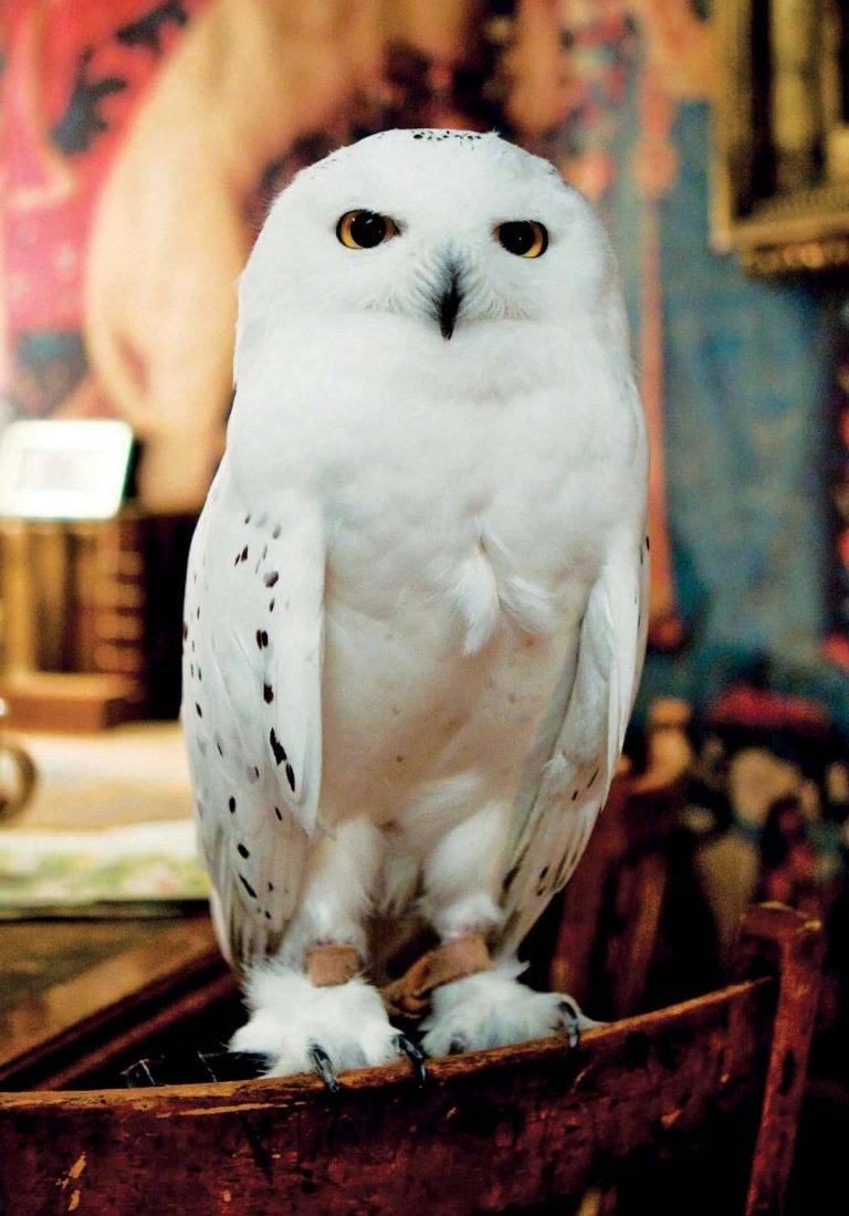 50 Most Famous Harry Potter Female Characters - Hood MWR