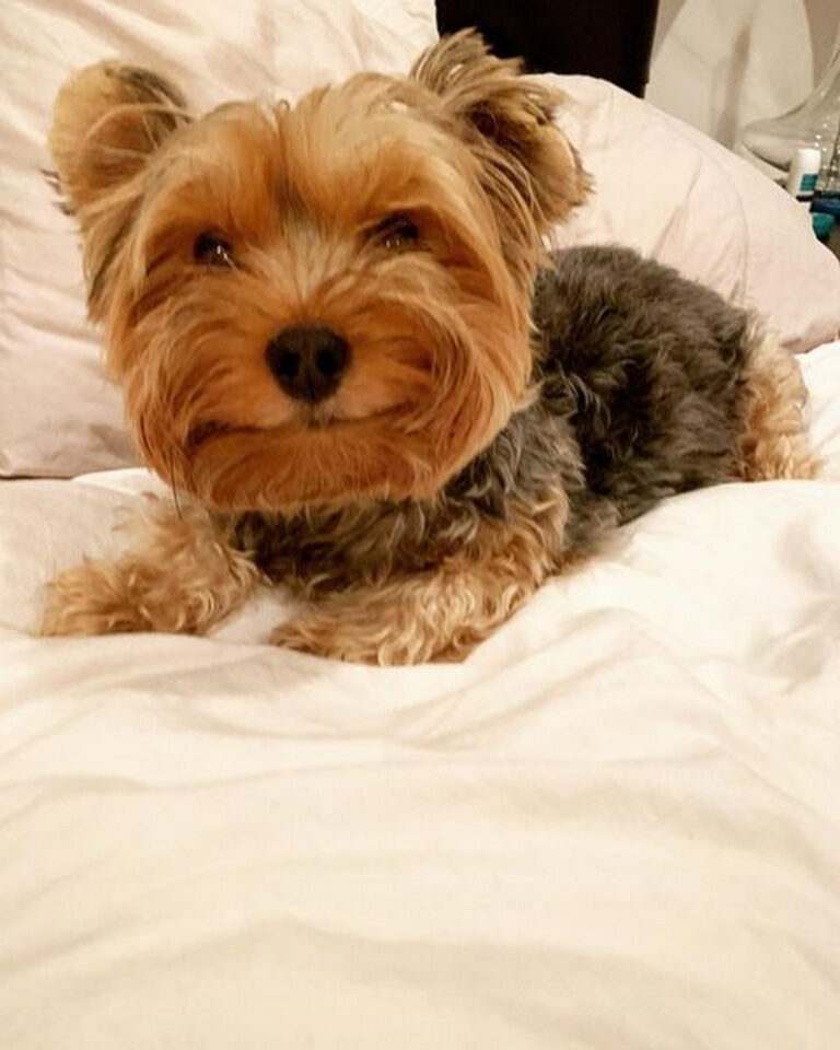 36 Adorable Yorkie Haircuts for Fashionable Look - Hood MWR