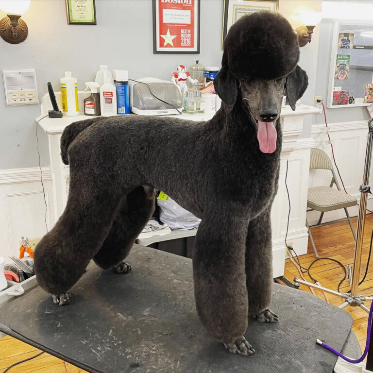 40 Adorable Poodle Haircuts Ideas for Your Pup's Next Grooming - Hood MWR