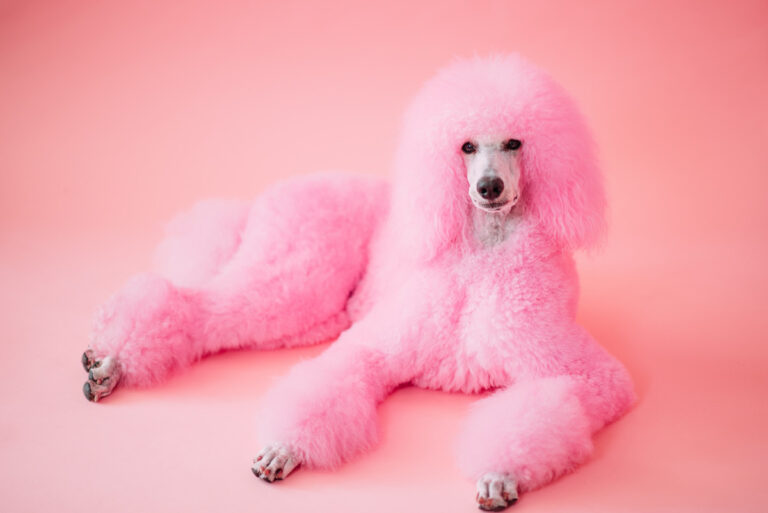 40 Adorable Poodle Haircuts Ideas for Your Pup's Next Grooming - Hood MWR