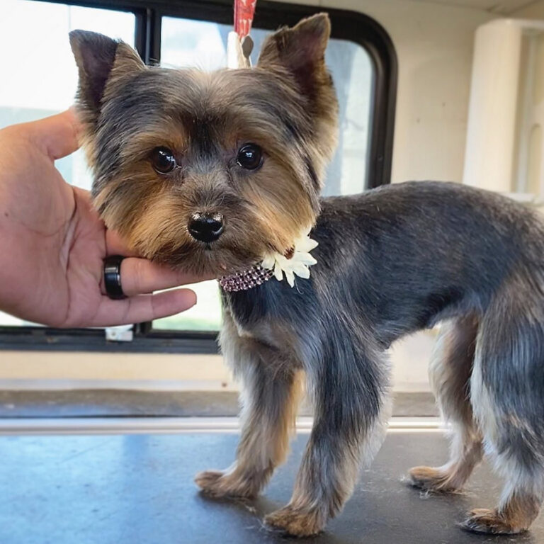 36 Adorable Yorkie Haircuts for Fashionable Look - Hood MWR
