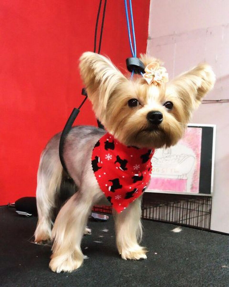 36 Adorable Yorkie Haircuts for Fashionable Look - Hood MWR