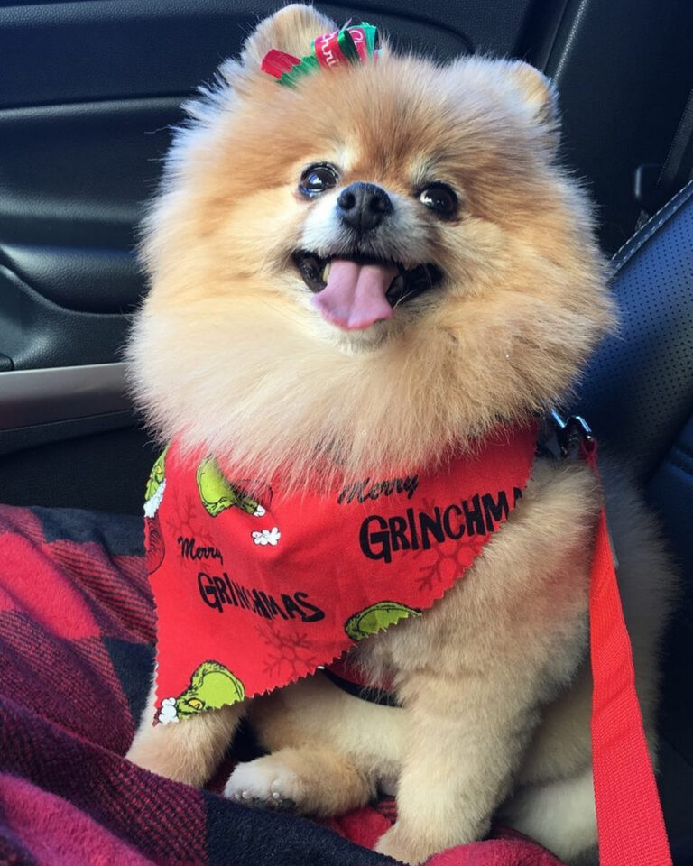 35 Pomeranian Haircuts Ideas For Dog Lovers - Hood MWR