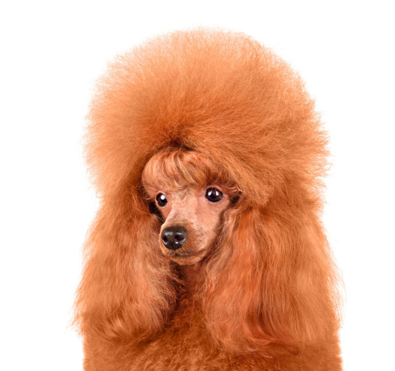 40 Adorable Poodle Haircuts Ideas for Your Pup's Next Grooming - Hood MWR
