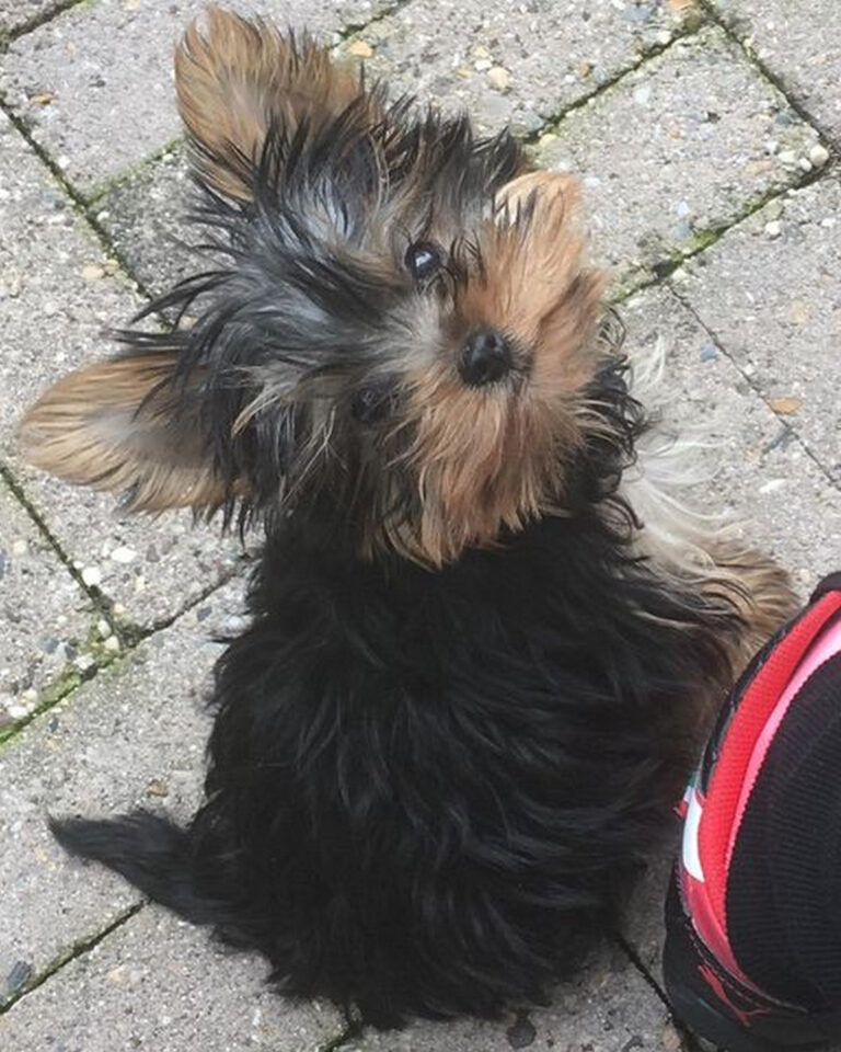 36 Adorable Yorkie Haircuts for Fashionable Look - Hood MWR