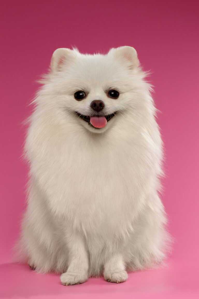 35 Pomeranian Haircuts Ideas For Dog Lovers - Hood MWR