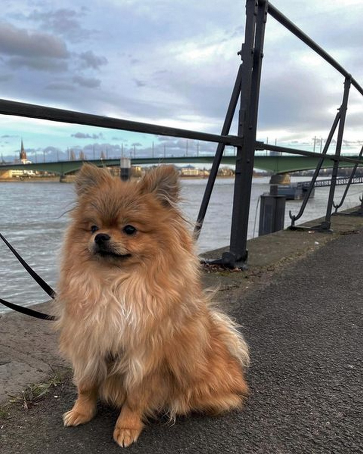 35 Pomeranian Haircuts Ideas For Dog Lovers - Hood MWR