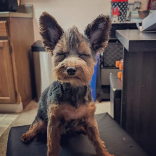 36 Adorable Yorkie Haircuts for Fashionable Look - Hood MWR