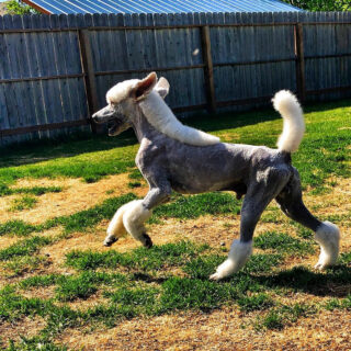 40 Adorable Poodle Haircuts Ideas for Your Pup's Next Grooming - Hood MWR