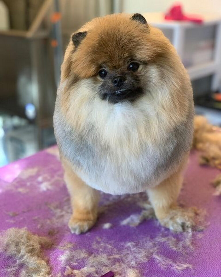 35 Pomeranian Haircuts Ideas For Dog Lovers - Hood MWR