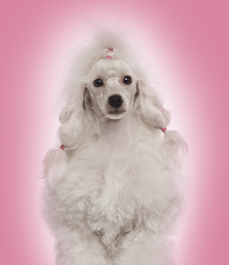 40 Adorable Poodle Haircuts Ideas for Your Pup's Next Grooming - Hood MWR