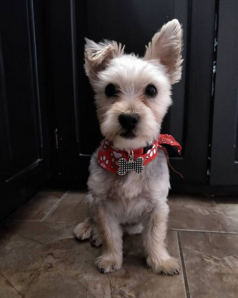 36 Adorable Yorkie Haircuts for Fashionable Look - Hood MWR