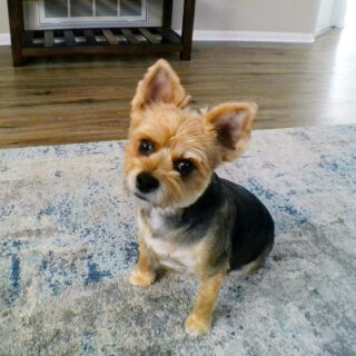 36 Adorable Yorkie Haircuts for Fashionable Look - Hood MWR