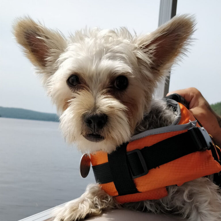 36 Adorable Yorkie Haircuts for Fashionable Look - Hood MWR