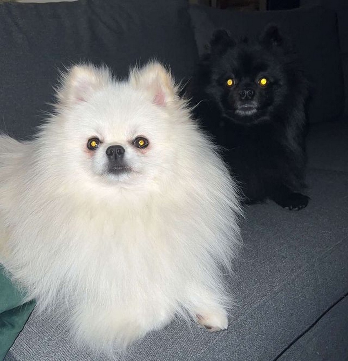 35 Pomeranian Haircuts Ideas For Dog Lovers - Hood MWR