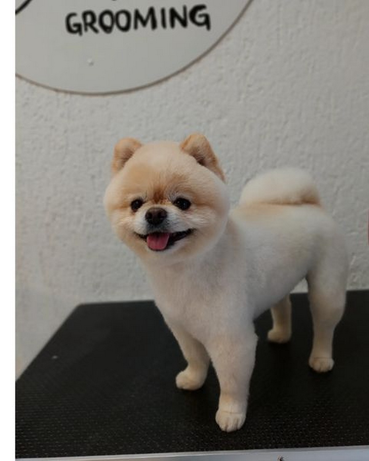 35 Pomeranian Haircuts Ideas For Dog Lovers - Hood MWR