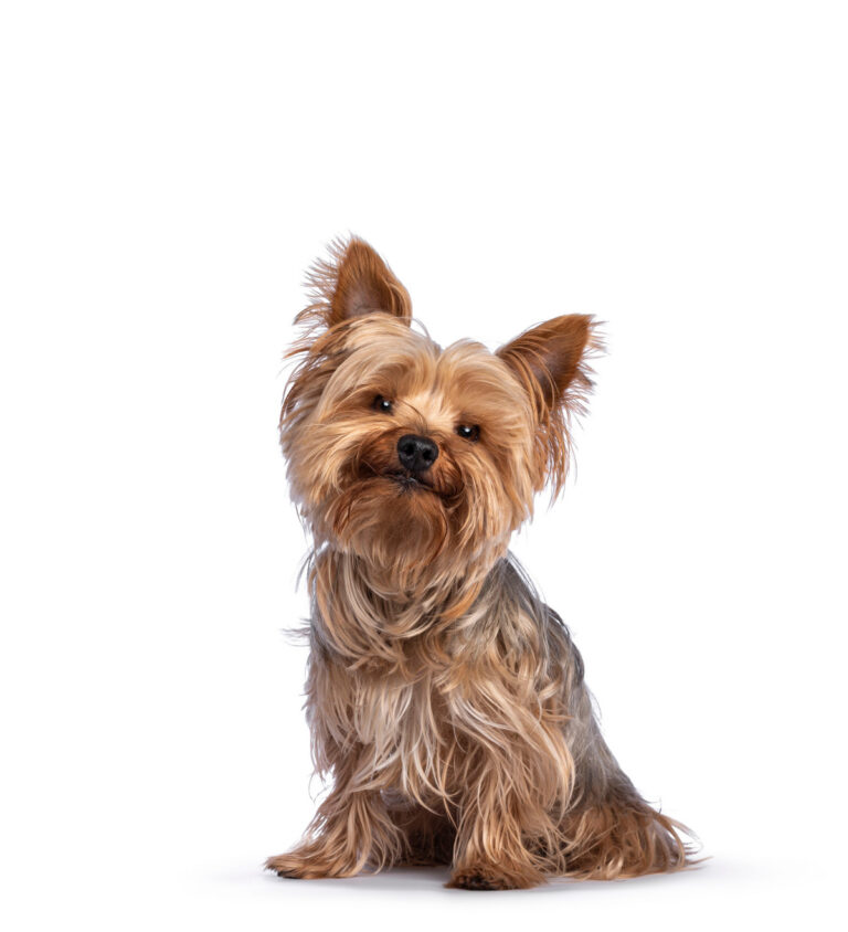36 Adorable Yorkie Haircuts for Fashionable Look - Hood MWR