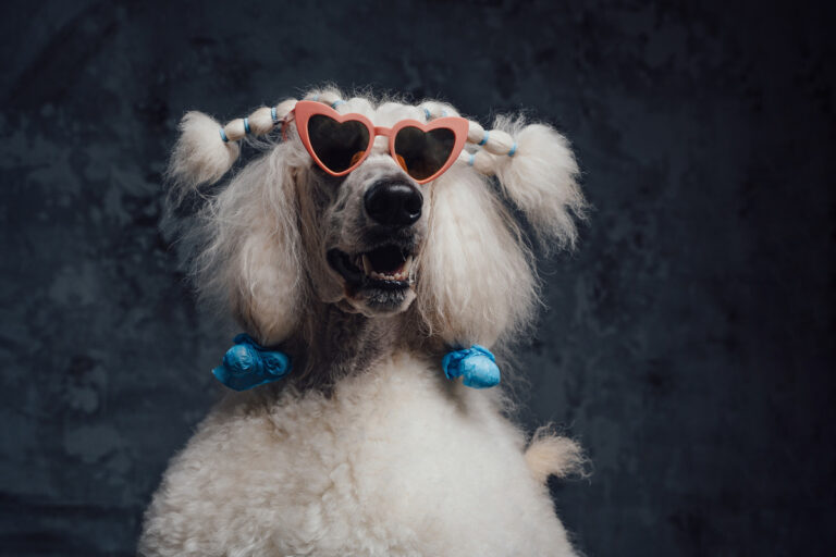 40 Adorable Poodle Haircuts Ideas for Your Pup's Next Grooming - Hood MWR