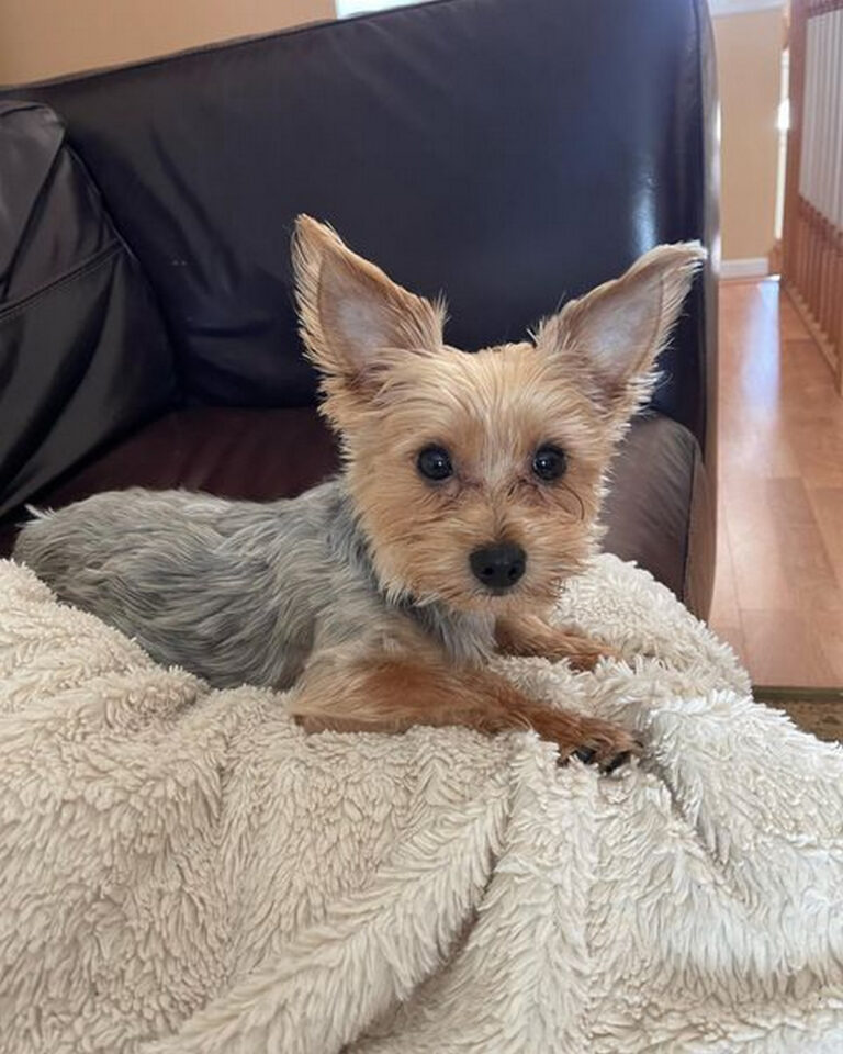 36 Adorable Yorkie Haircuts for Fashionable Look - Hood MWR