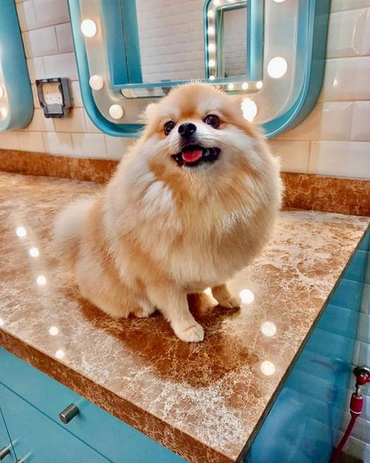 35 Pomeranian Haircuts Ideas For Dog Lovers - Hood MWR