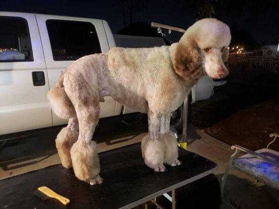 40 Adorable Poodle Haircuts Ideas for Your Pup's Next Grooming - Hood MWR