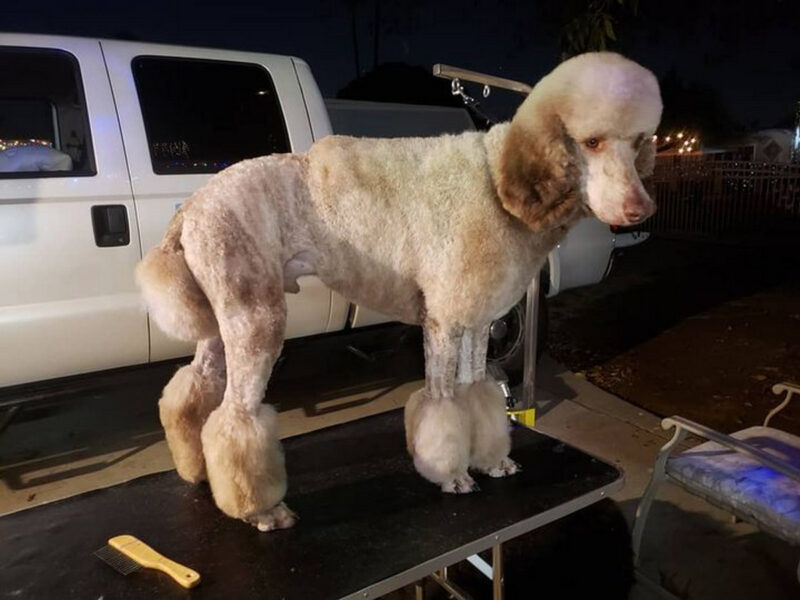 40 Adorable Poodle Haircuts Ideas for Your Pup's Next Grooming - Hood MWR