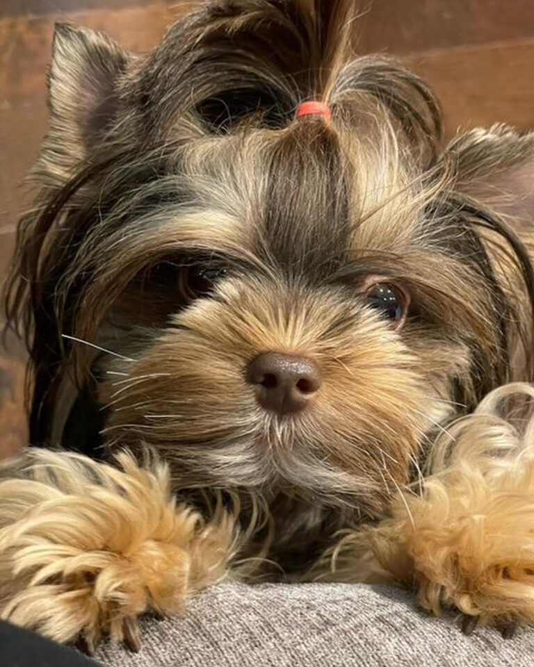 36 Adorable Yorkie Haircuts for Fashionable Look - Hood MWR