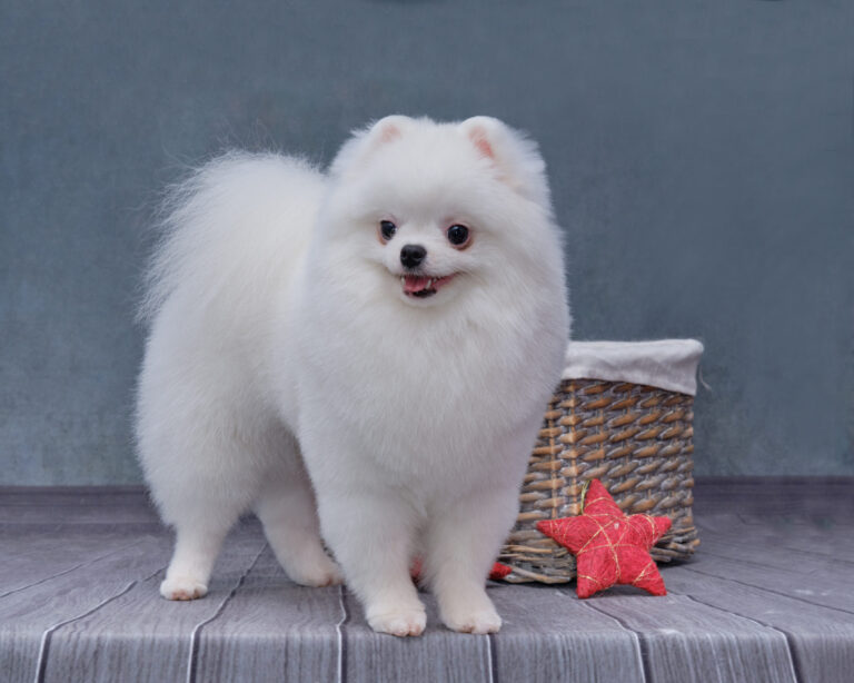 35 Pomeranian Haircuts Ideas For Dog Lovers - Hood MWR