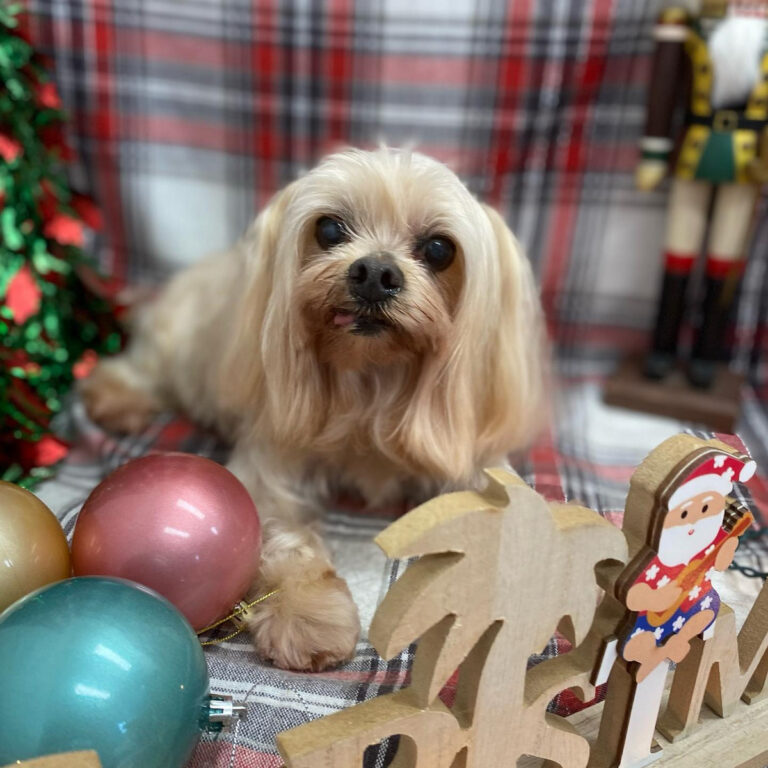 36 Adorable Yorkie Haircuts for Fashionable Look - Hood MWR