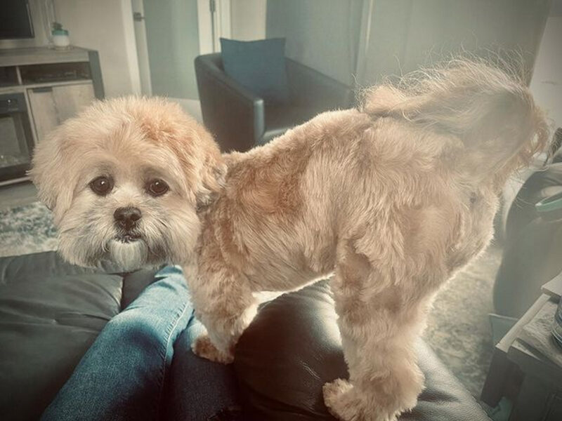 36 Adorable Yorkie Haircuts for Fashionable Look - Hood MWR