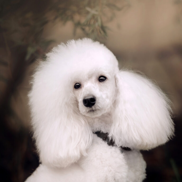 40 Adorable Poodle Haircuts Ideas for Your Pup's Next Grooming - Hood MWR