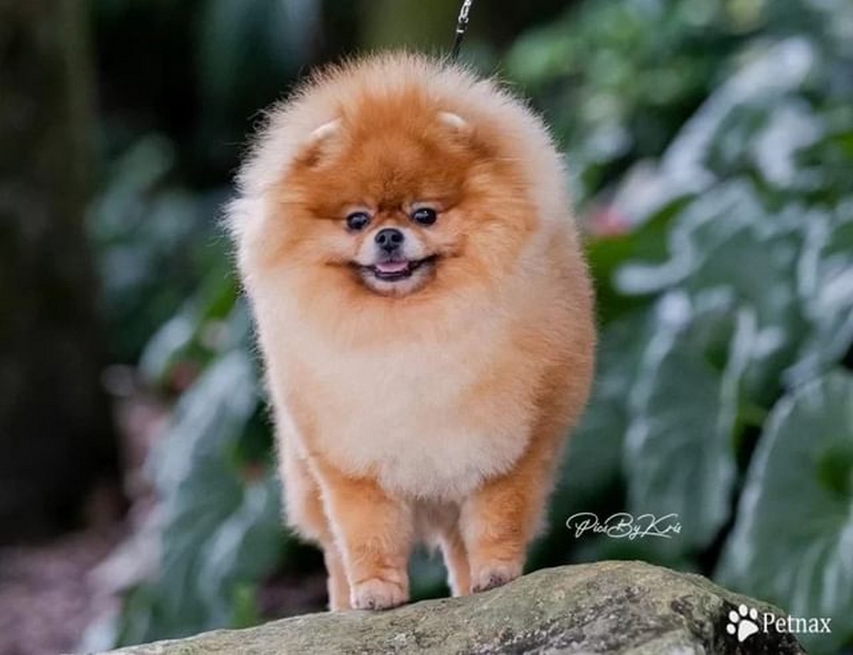 35 Pomeranian Haircuts Ideas For Dog Lovers - Hood MWR
