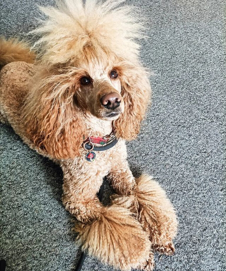 40 Adorable Poodle Haircuts Ideas for Your Pup's Next Grooming - Hood MWR