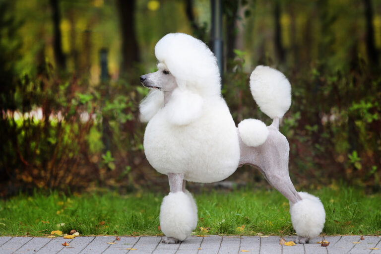 40 Adorable Poodle Haircuts Ideas for Your Pup's Next Grooming - Hood MWR
