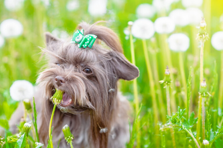 36 Adorable Yorkie Haircuts for Fashionable Look - Hood MWR