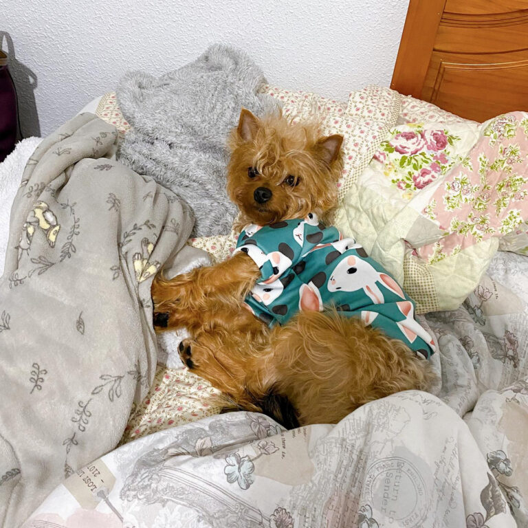 36 Adorable Yorkie Haircuts for Fashionable Look - Hood MWR