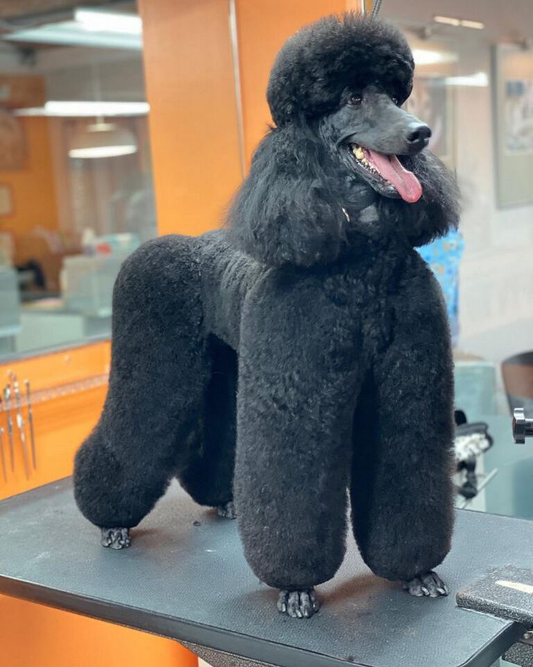 40 Adorable Poodle Haircuts Ideas for Your Pup's Next Grooming - Hood MWR