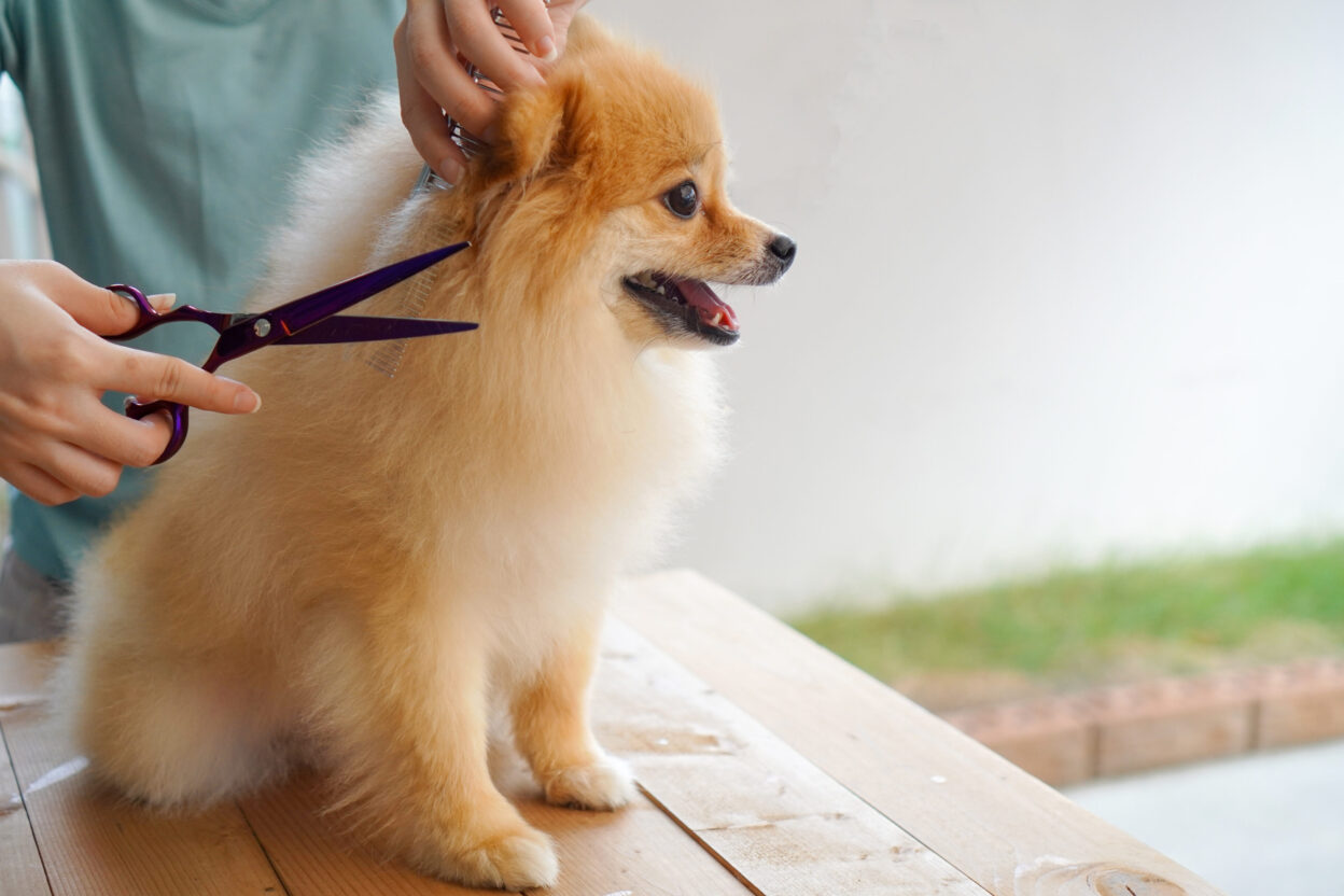 35 Pomeranian Haircuts Ideas For Dog Lovers - Hood MWR