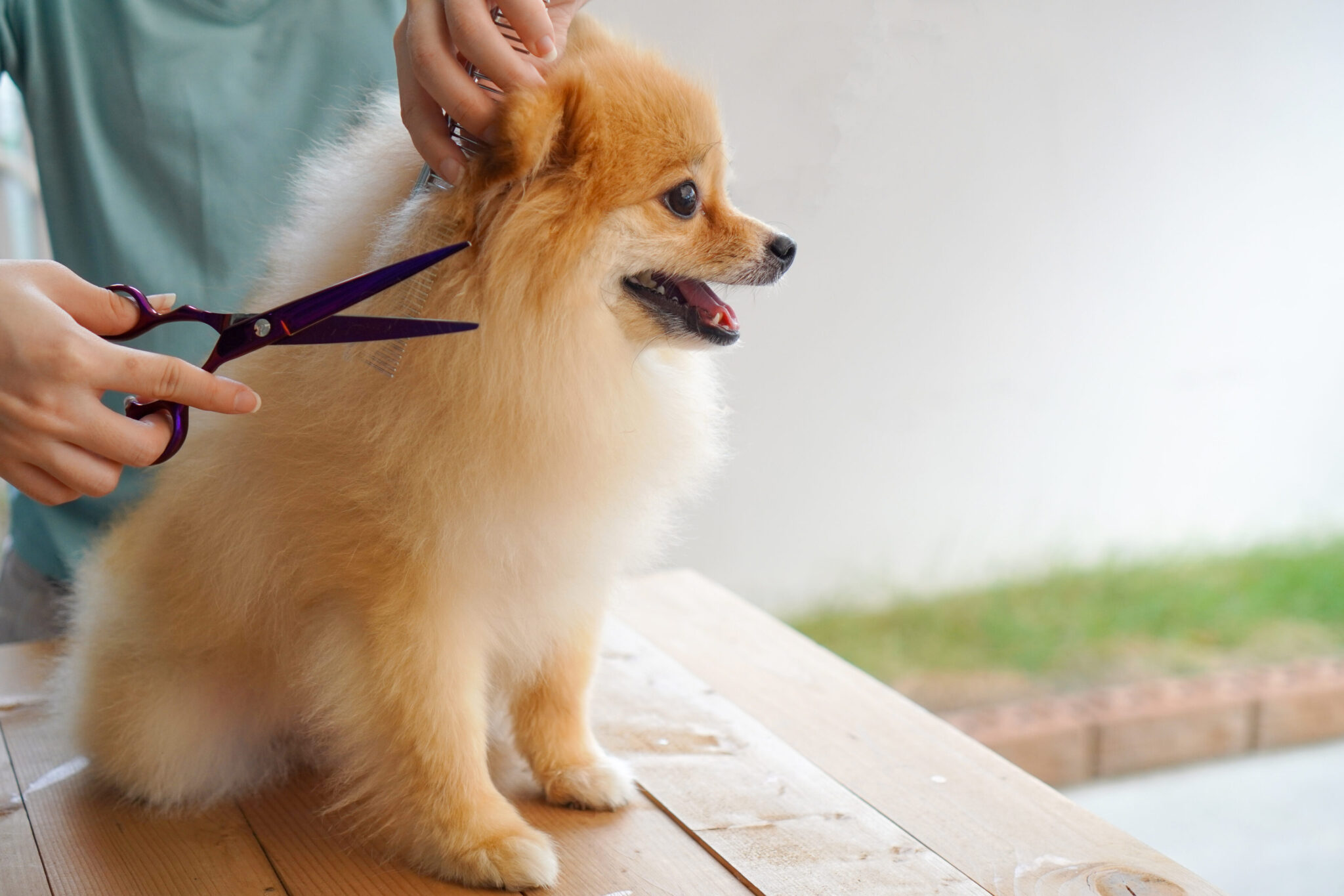 35 Pomeranian Haircuts Ideas For Dog Lovers - Hood MWR