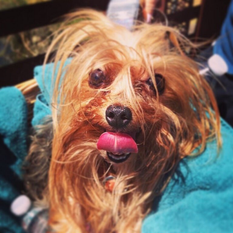 36 Adorable Yorkie Haircuts for Fashionable Look - Hood MWR