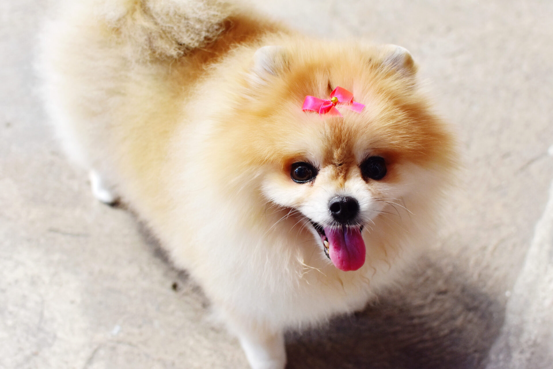 35 Pomeranian Haircuts Ideas For Dog Lovers - Hood MWR