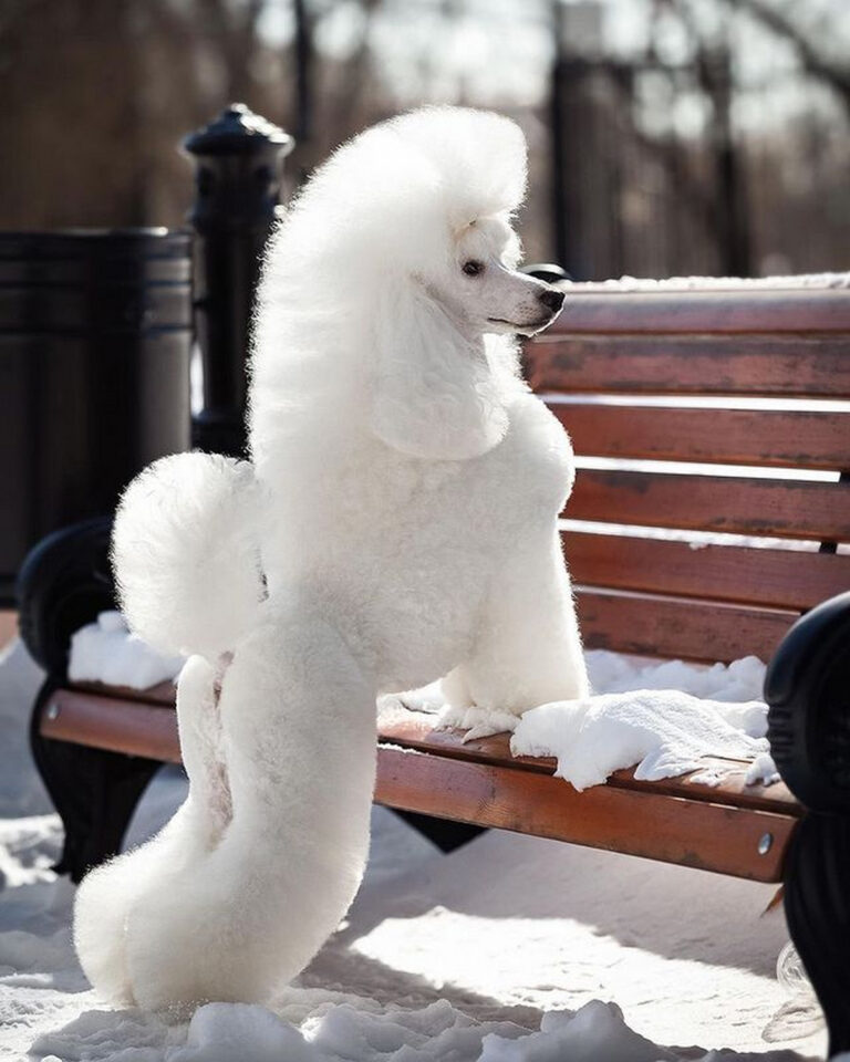 40 Adorable Poodle Haircuts Ideas for Your Pup's Next Grooming - Hood MWR