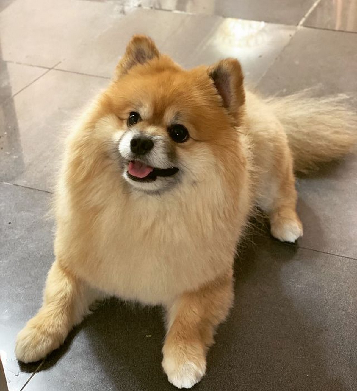 35 Pomeranian Haircuts Ideas For Dog Lovers - Hood MWR