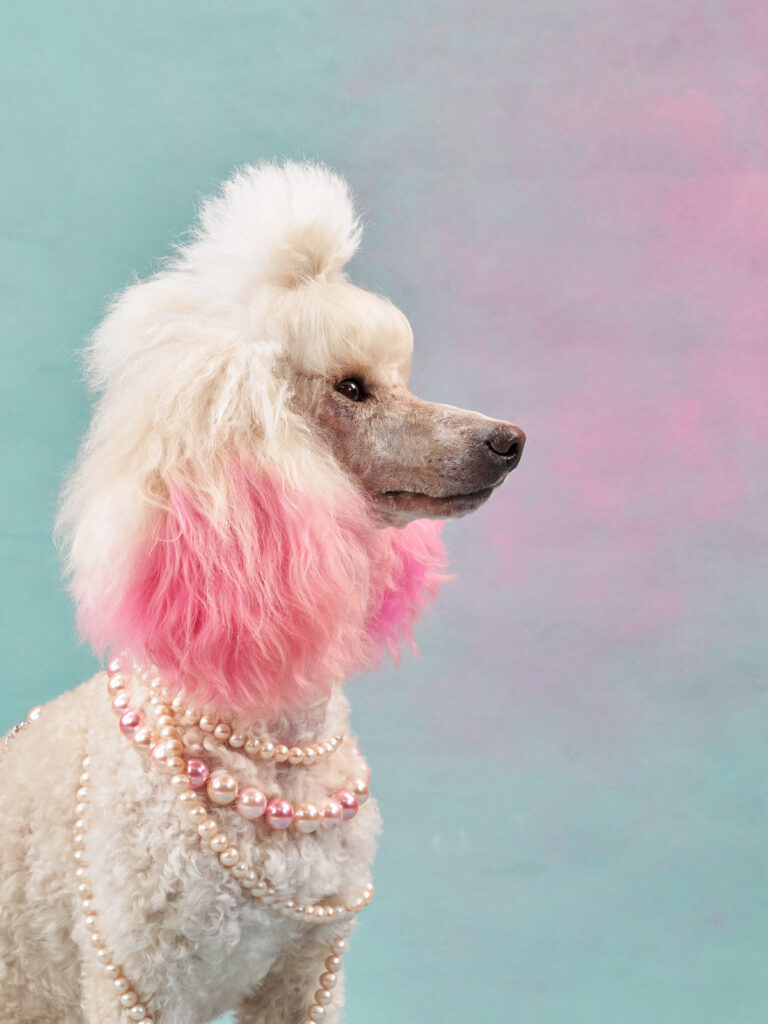 40 Adorable Poodle Haircuts Ideas for Your Pup's Next Grooming - Hood MWR