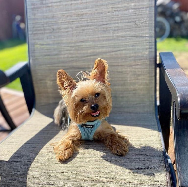 36 Adorable Yorkie Haircuts for Fashionable Look - Hood MWR