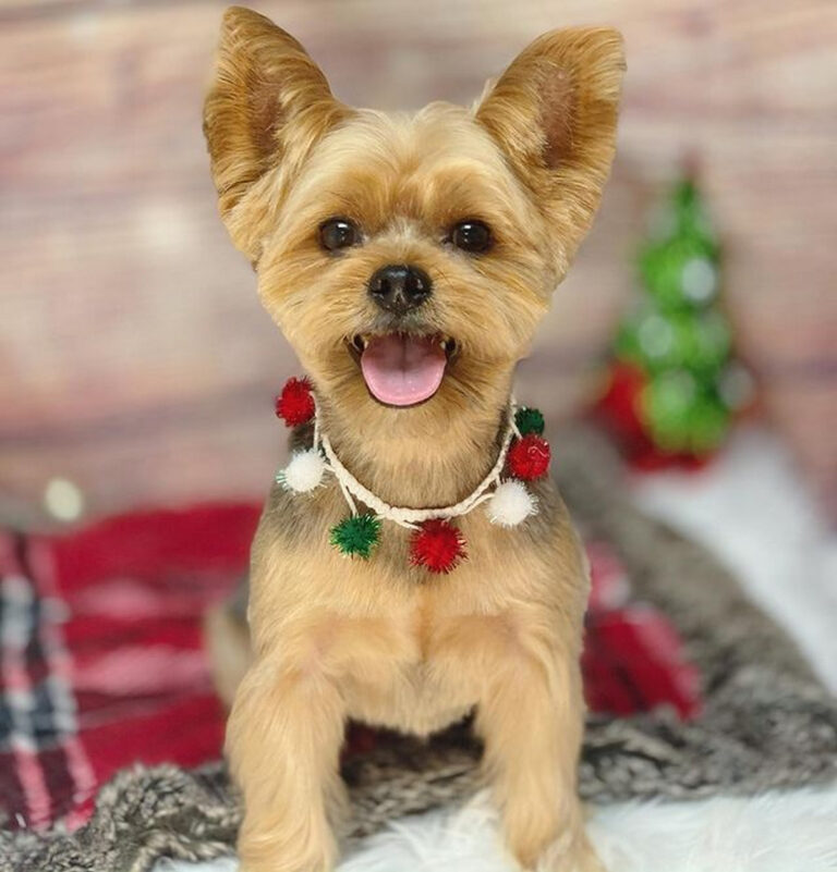 36 Adorable Yorkie Haircuts for Fashionable Look - Hood MWR