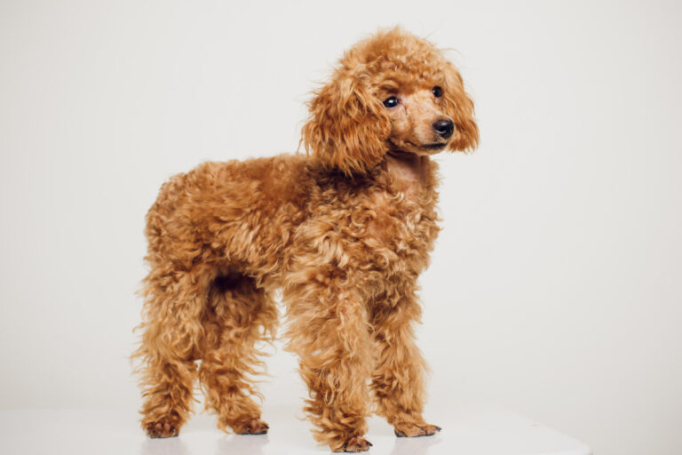40 Adorable Poodle Haircuts Ideas for Your Pup's Next Grooming - Hood MWR
