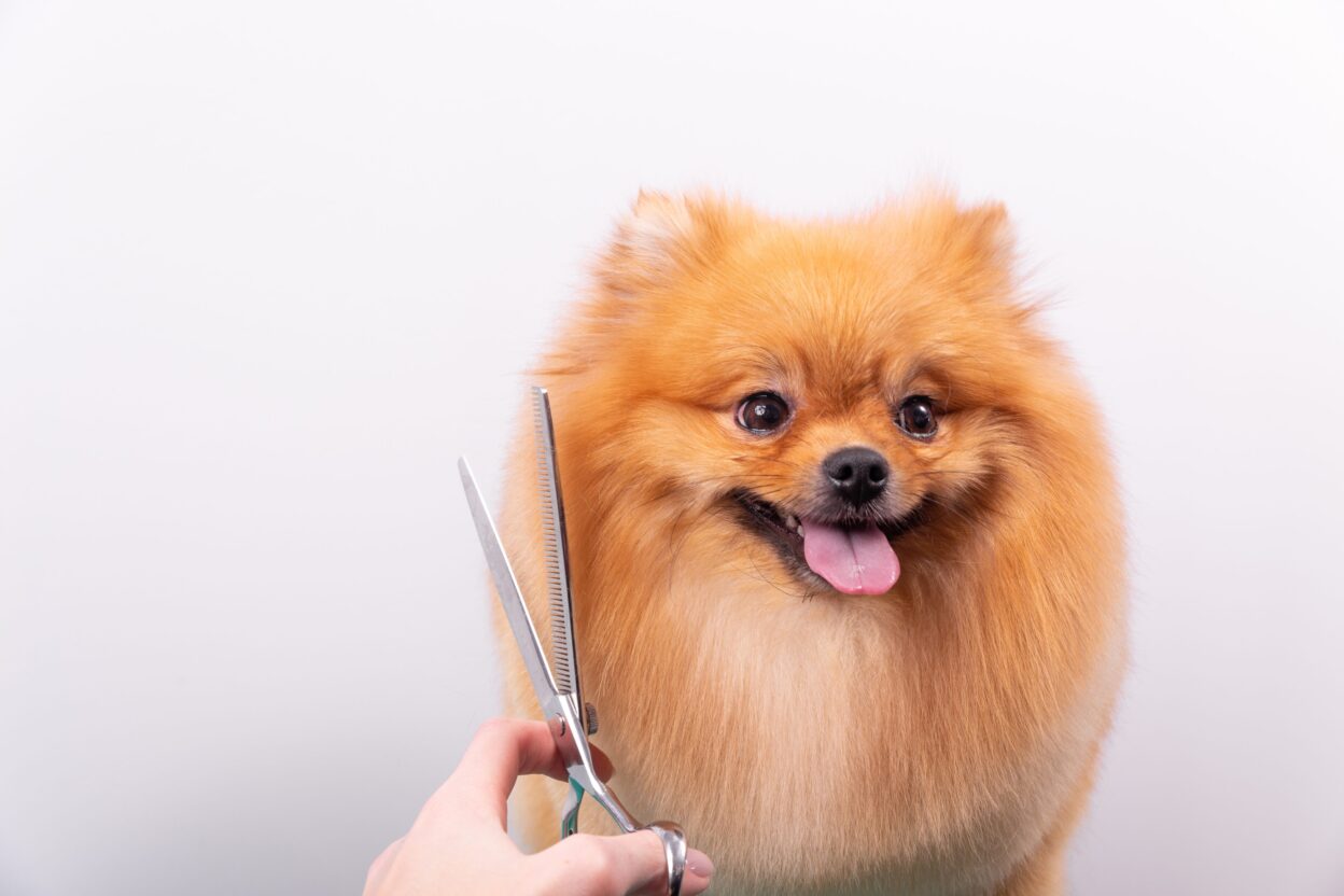 35 Pomeranian Haircuts Ideas For Dog Lovers - Hood MWR